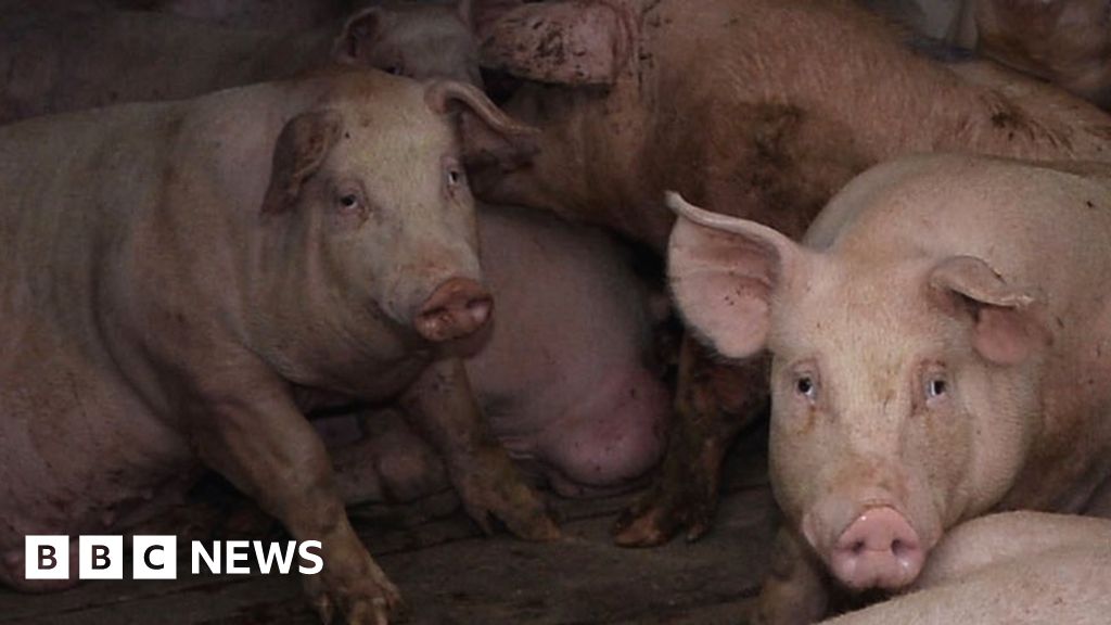 Firefighters save 72 pigs in NI's biggest animal rescue - BBC News