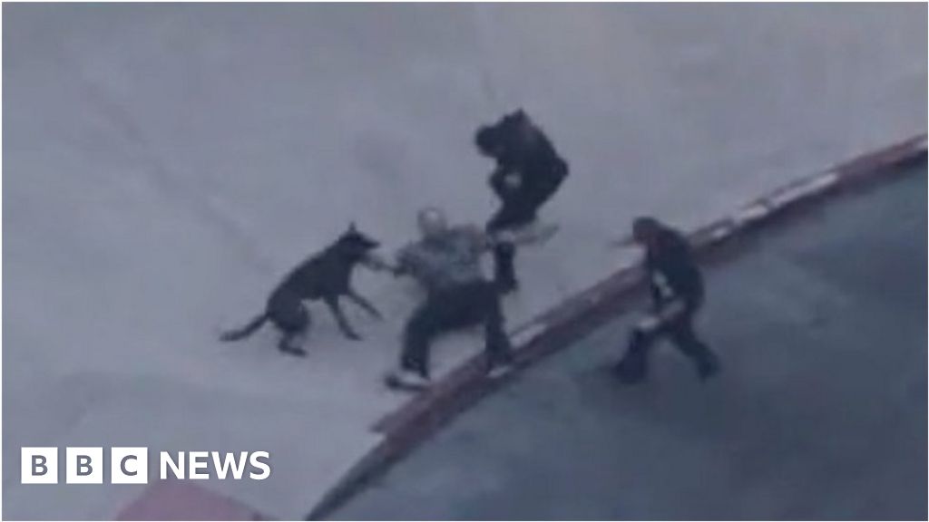 Police dog catches carjacker after wild chase in LA