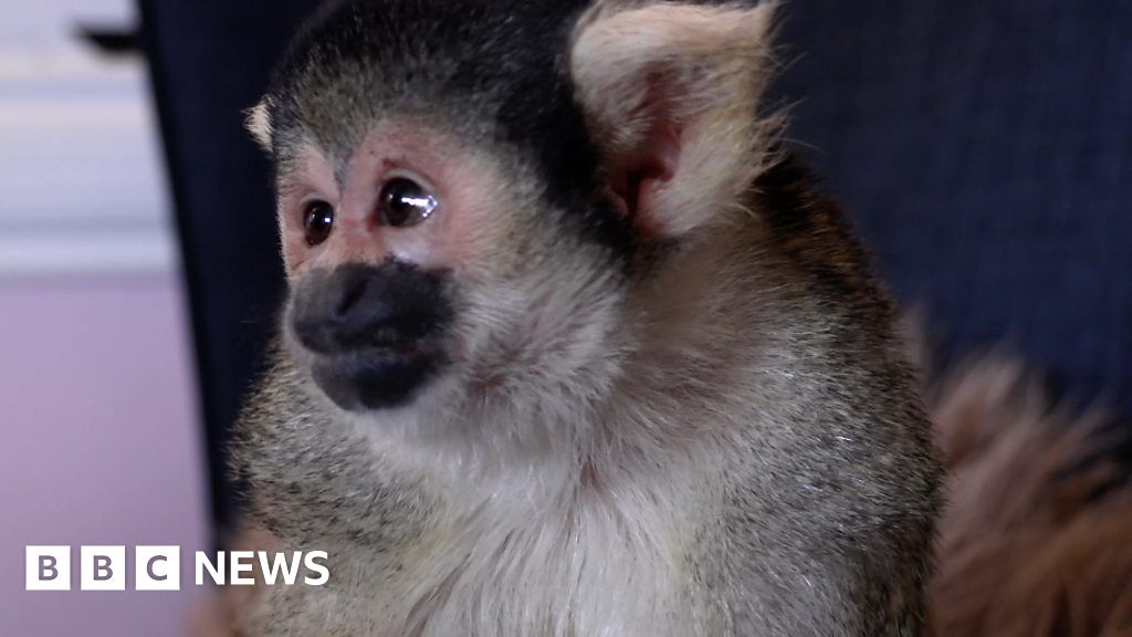 Monkeying around at the care home - BBC News