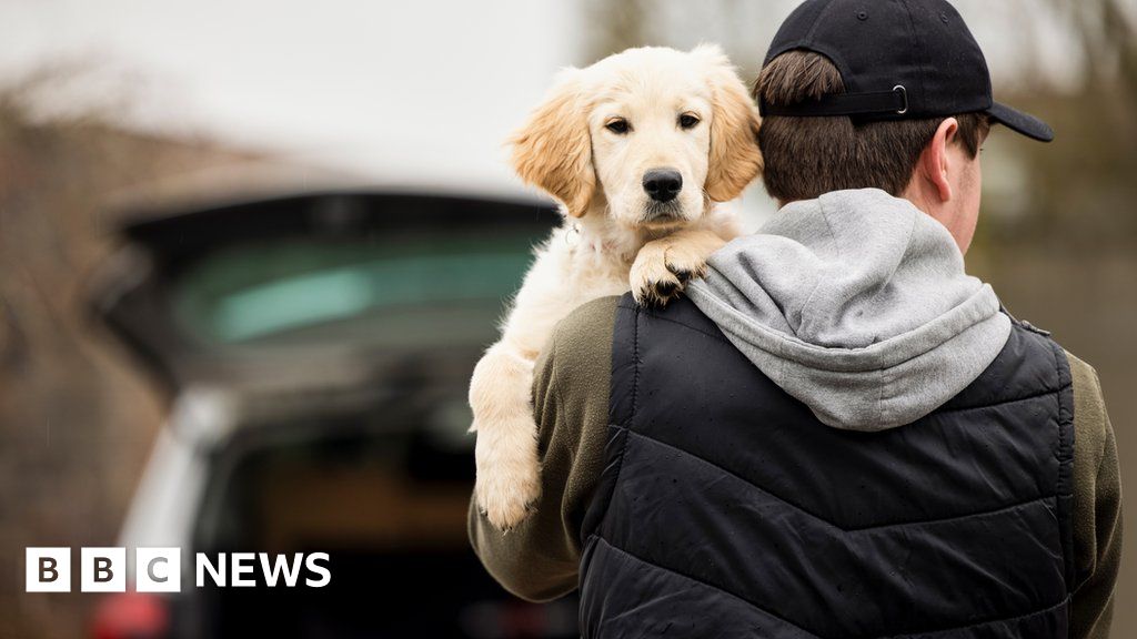 Pet theft: Six percent of animals reported stolen recovered