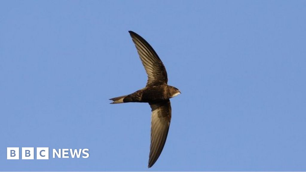 RSPB: Help needed to find swift nest sites in south Belfast - BBC News
