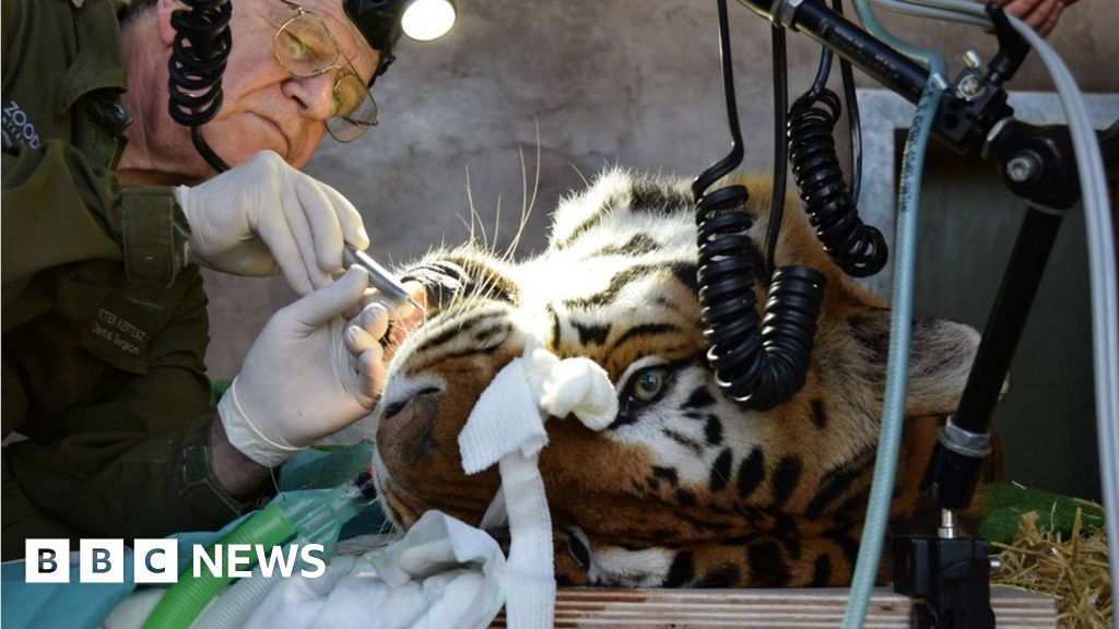 Tiger toothache cured by Mayfair dentist at Somerset zoo - BBC News