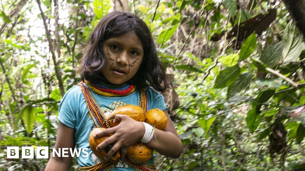 Brazil indigenous group bets on 'golden fruit' - BBC News
