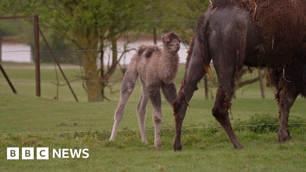 Camel calf plays after being born at Whipsnade Zoo - BBC News