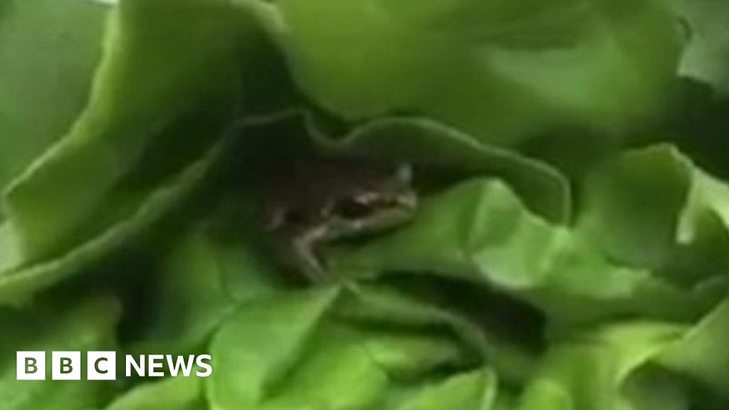 Redruth vegan woman's 'shock' at frog in her Aldi lettuce - BBC News