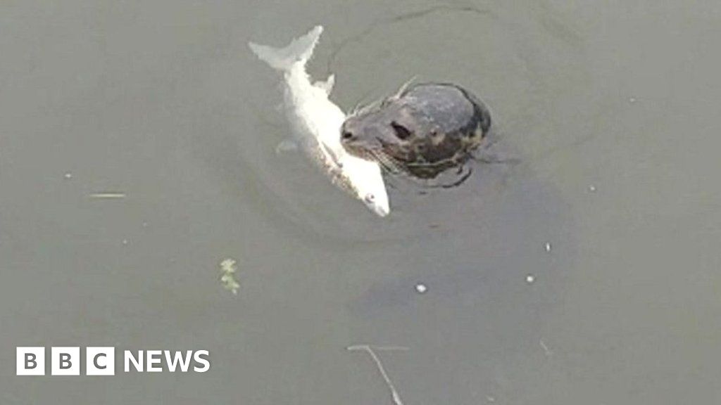 Seals returning to the River Thames - BBC News