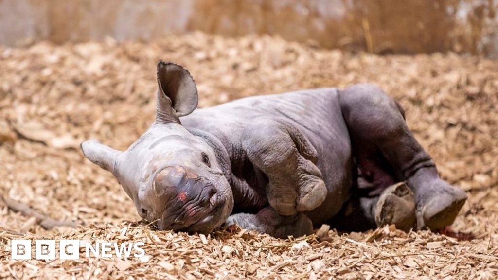 First rhino born in Wales arrives at Folly Farm zoo