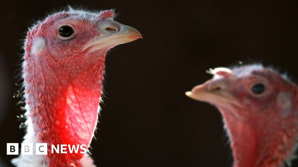 Turkey thieves strike at Broadclyst Community Farm