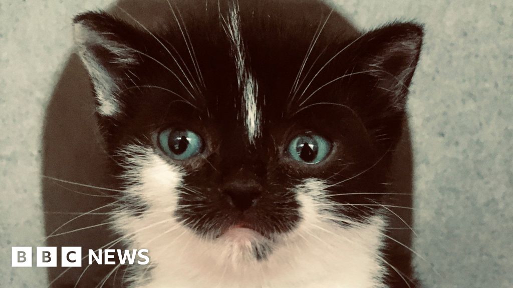 Dwarf kitten with 'massive personality' rescued in Cornwall
