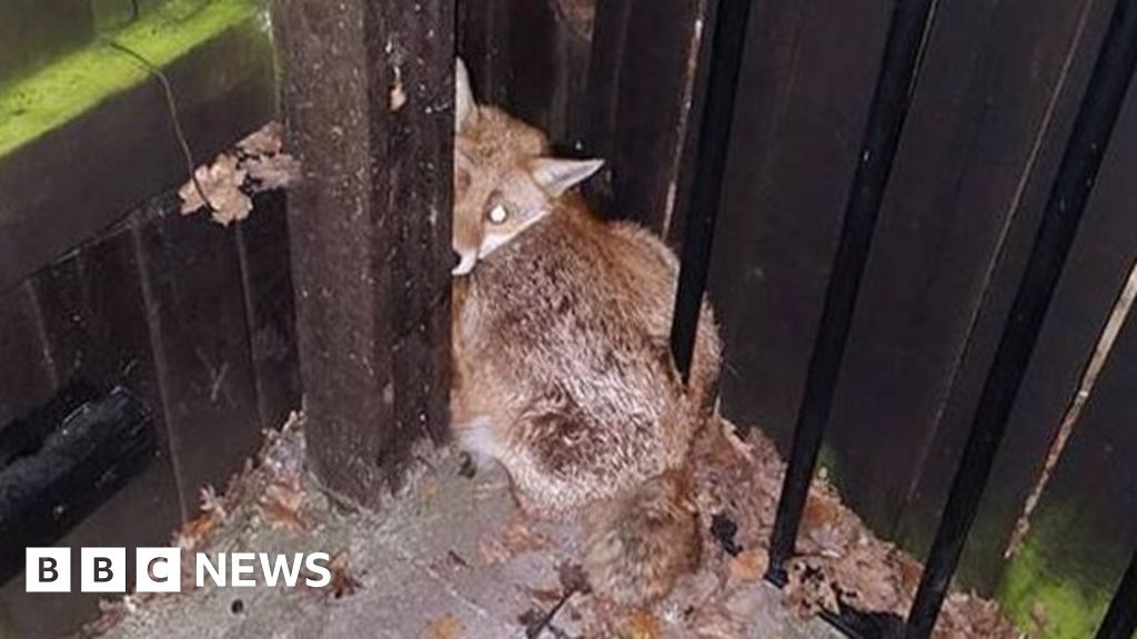 Middlesbrough youths 'encouraged' dog fox attack - BBC News