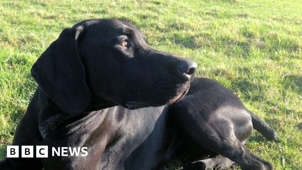 Barney the dog 'shot and stolen' during walk in Warnham - BBC News