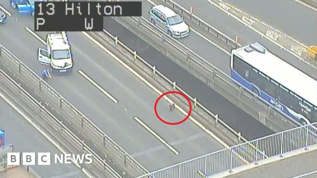 Dog causes tailbacks on Scotland's busiest motorway - BBC News