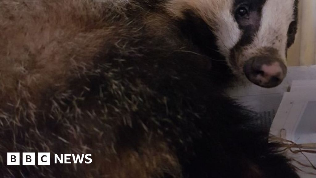 Badger rescued after falling 100ft down Dorset cliff - BBC News
