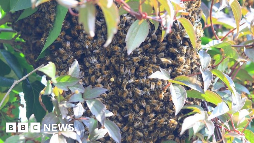 Moment thousands of bees descend on Grimsby garden - BBC News