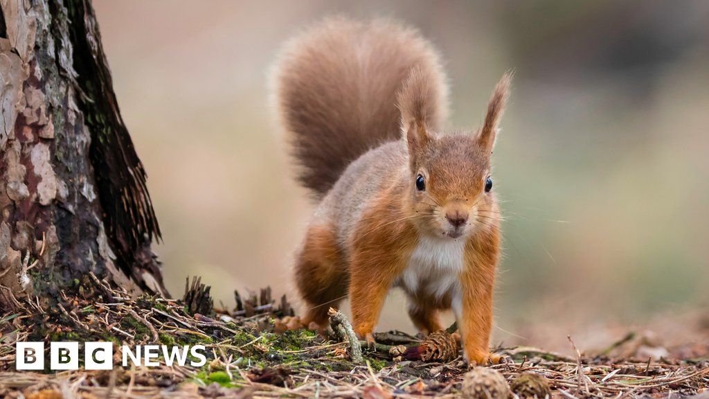 Red squirrels relocated to Highlands woodland - BBC News