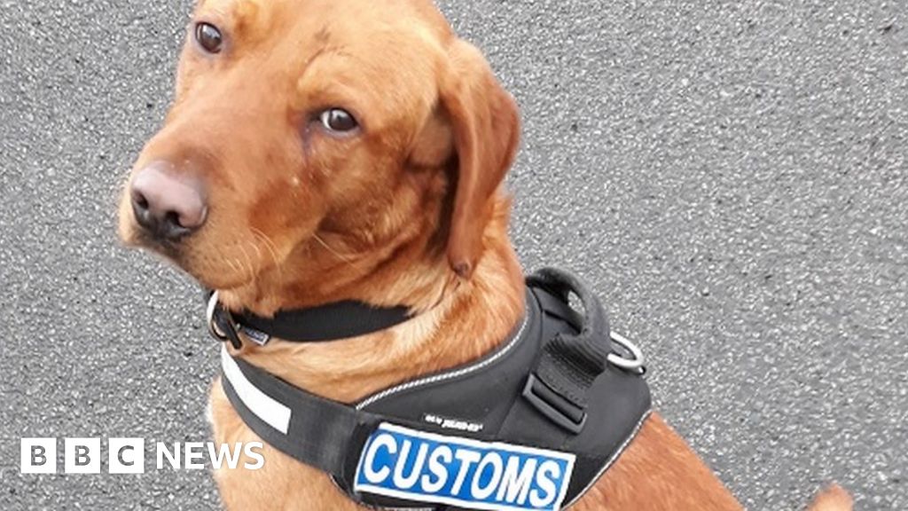 Dublin Port: Cocaine worth €3.1m found by customs sniffer dog - BBC News
