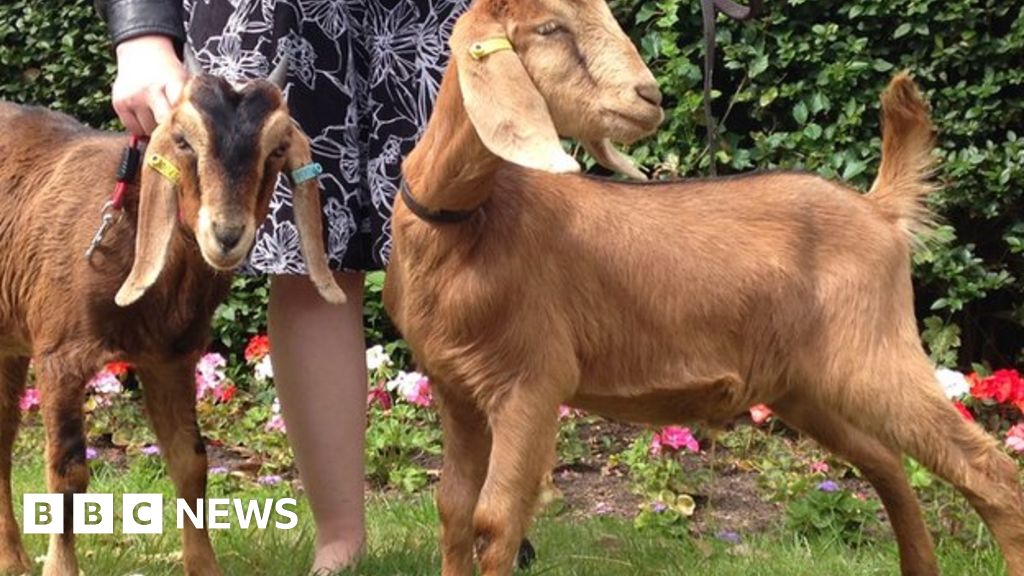 Pet goat's severed head thrown in Lincoln owner's garden - BBC News