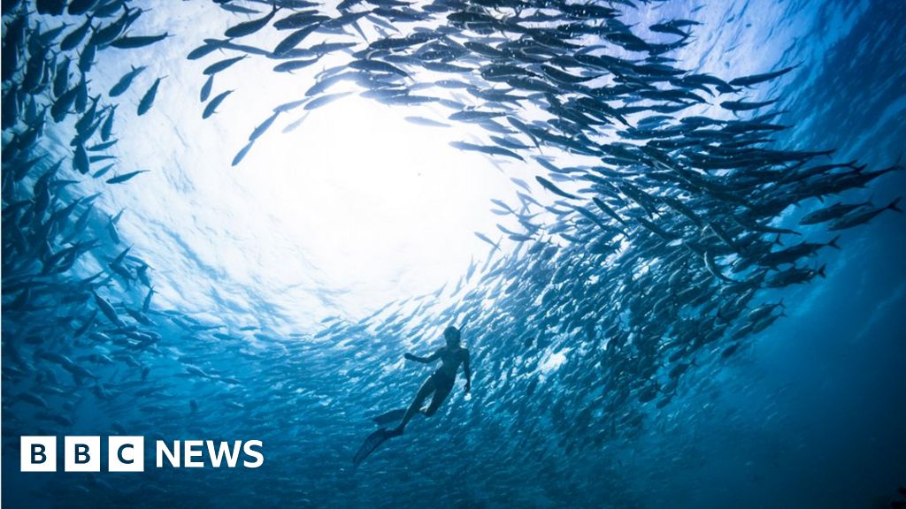 Healthy Oceans, Healthy Minds hopes to lift litter and spirits - BBC News