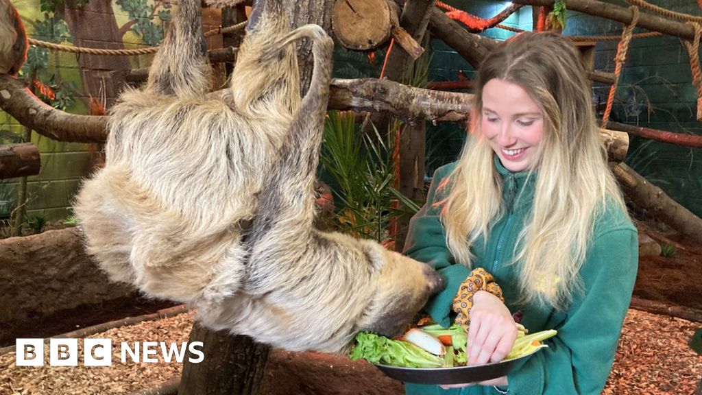 Folly Farm's pensioner sloths move into new retirement home - BBC News