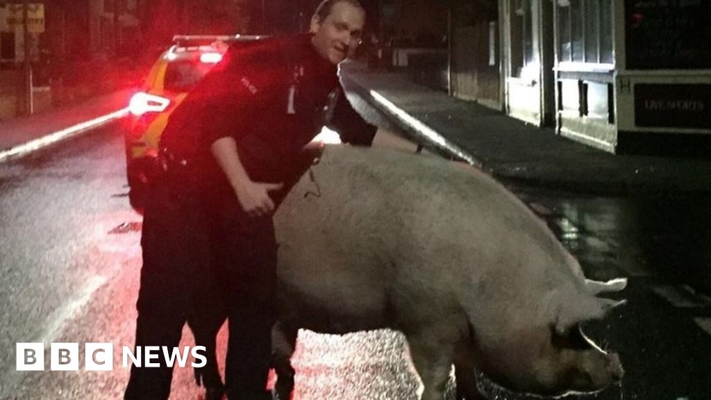 Ipswich escapologist pig Pog goes on run again - BBC News