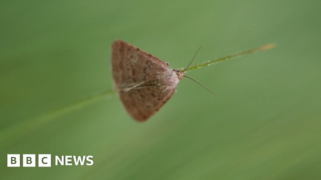 Rare moth found in Isle of Wight sanctuary - BBC News