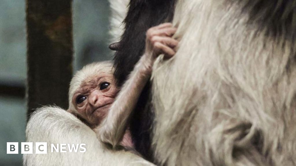 Zoo welcomes 'hugely important' rare gibbon birth - BBC News