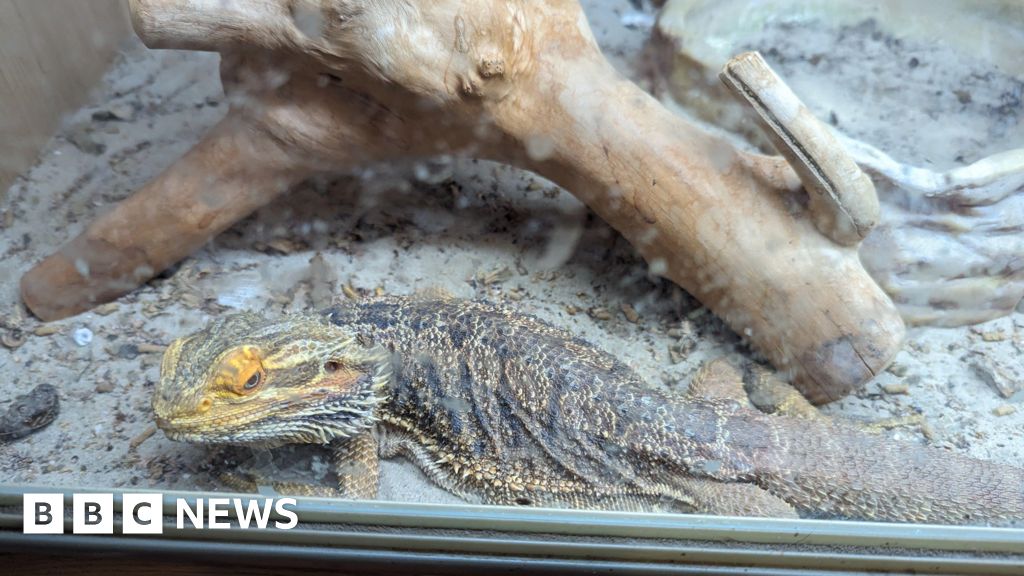 Animal ban and fine for Bolton man who mistreated exotic pets - BBC News