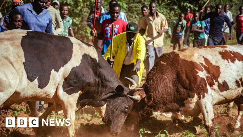 In pictures: Wild crowds for Kenya's 'humane' bull-fights - BBC News