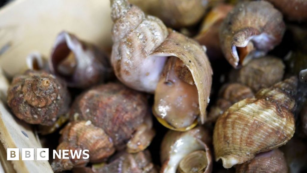 Why are whelks caught in Wales popular in South Korea?