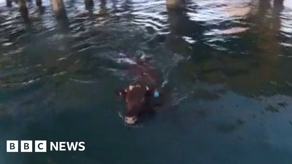 Cow escapes Australian cattle ship and swims for freedom - BBC News
