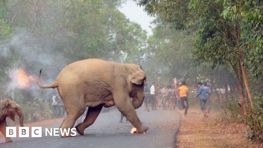 India award for burning elephant photo - BBC News