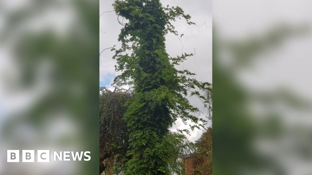 Solihull wisteria runs riot and obscures lamppost