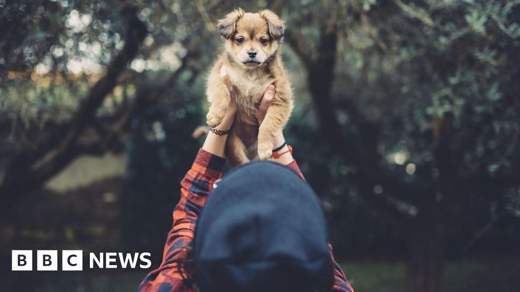 Researchers test different ways of talking to dogs - BBC News