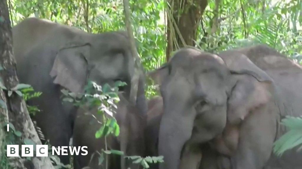 Thailand elephant deaths: More bodies found in waterfall incident - BBC ...