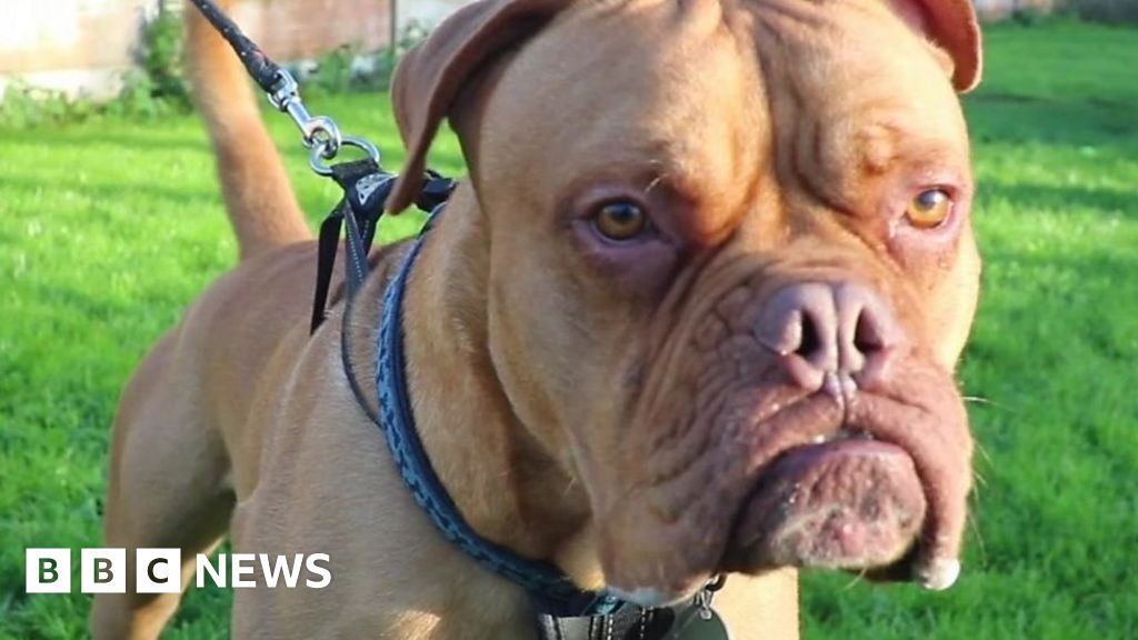 Blackpool RSPCA urges potential dog owners to 'adopt, not shop' - BBC News