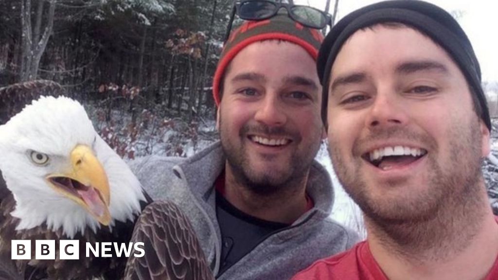 Bald eagle: how two Canadians saved eagle caught in trap - BBC News