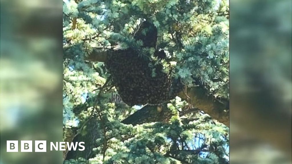 Leighton Buzzard school closed due to bee swarm