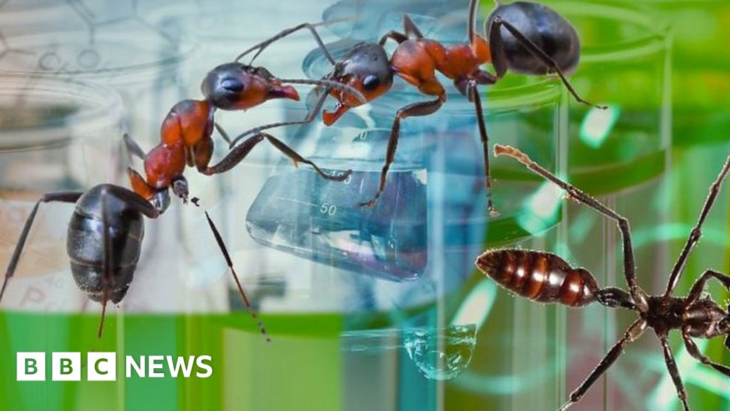 University of Warwick cancer researchers using ants in fight - BBC News