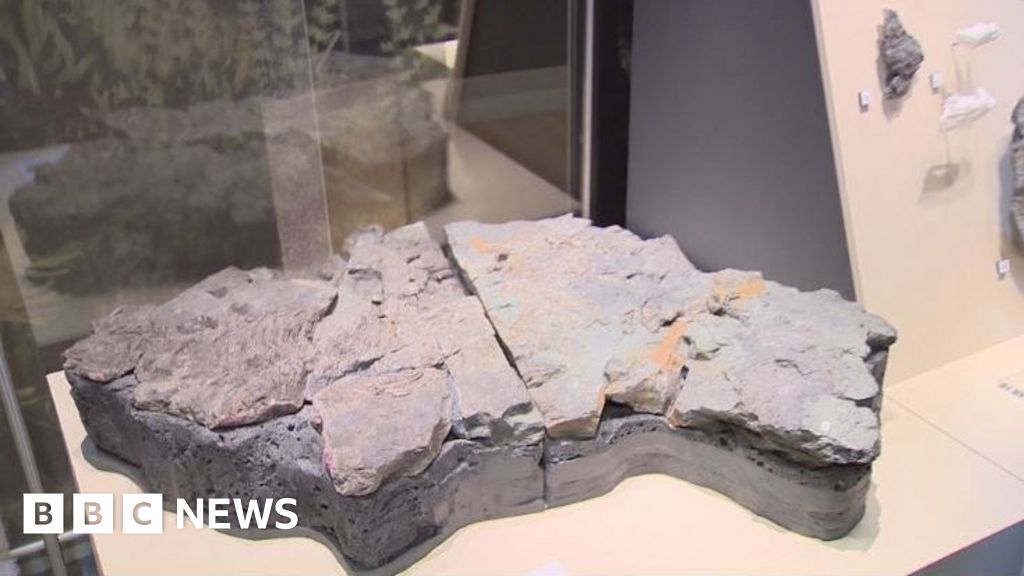 Scottish fossils of the earliest land animal on display - BBC News