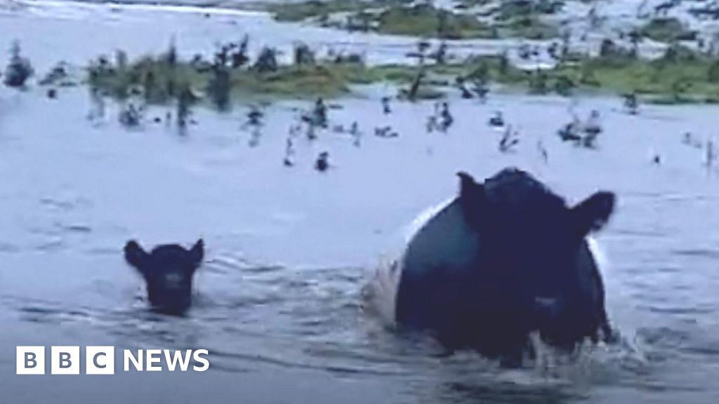 The moment Malham cows swim to safety after Storm Debi - BBC News