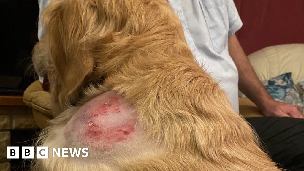 Devon man's guide dog attacked by bully XL dog