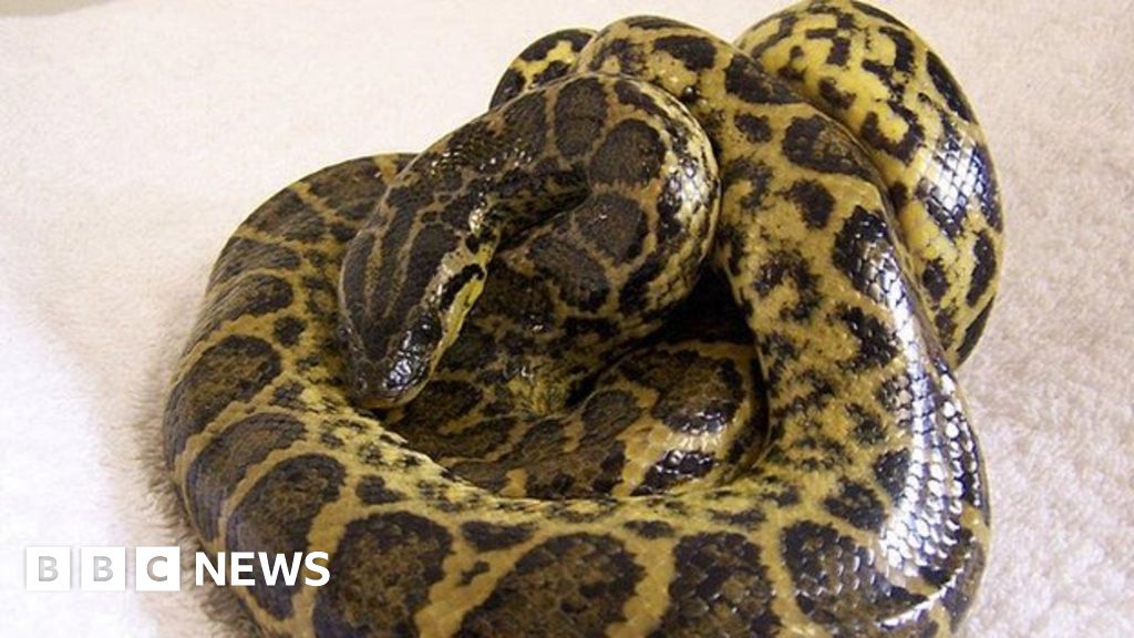 Mystery of anaconda found in Edinburgh street - BBC News