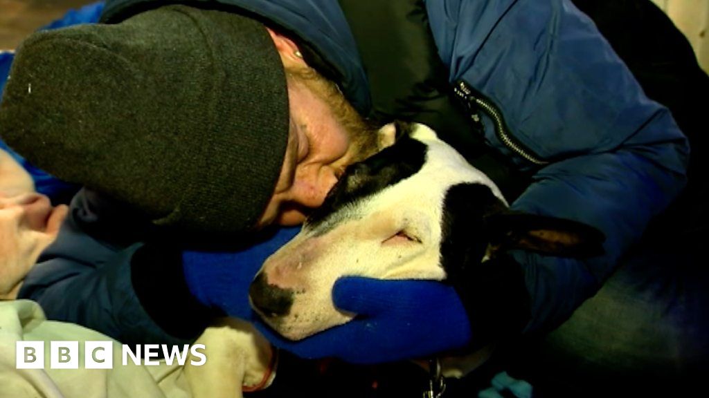 The street vets of Southampton saving homeless pets - BBC News
