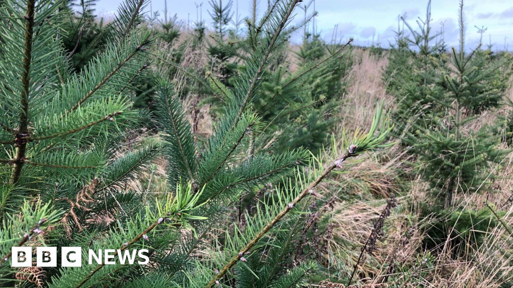 Tree diseases fuel change in Scottish forest planting - BBC News