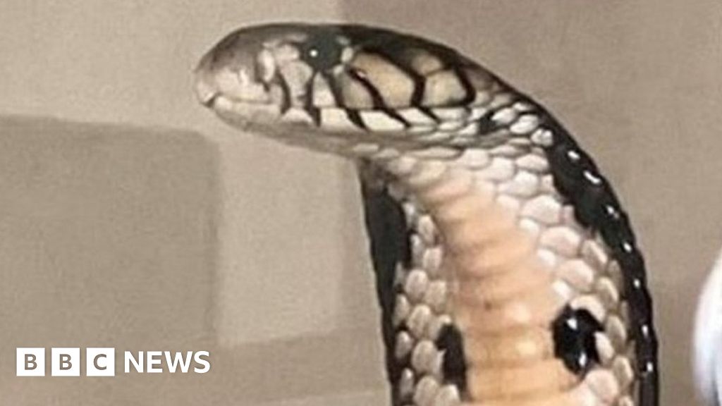 Liverpool scientists saving lives with antivenom research