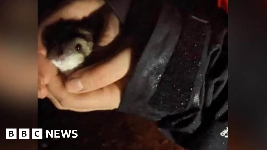 Brecon Beacons: Hamster on waterfalls walk rescued - BBC News