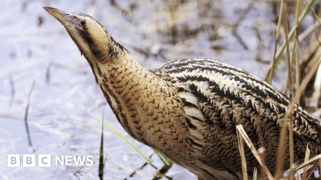 Rare bittern set to make a comeback on Anglesey - BBC News