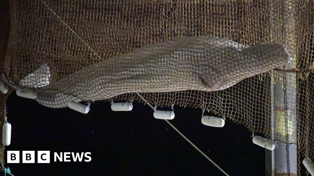 France whale: Rescue operation begins to save beluga stuck in Seine ...