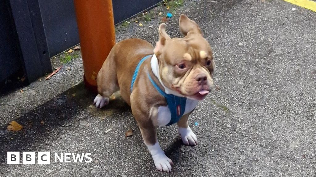 Hull dog attack: Man sought by RSPCA after bulldog punched and kicked