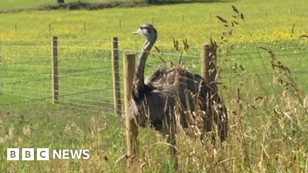 Rhea recaptured in South Lanarkshire but one still on-the-run - BBC News